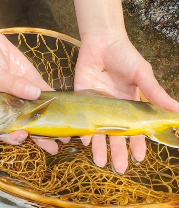 Tenkara Fishing Tour : Native Iwana & Yamame | WaWo Japan Tours