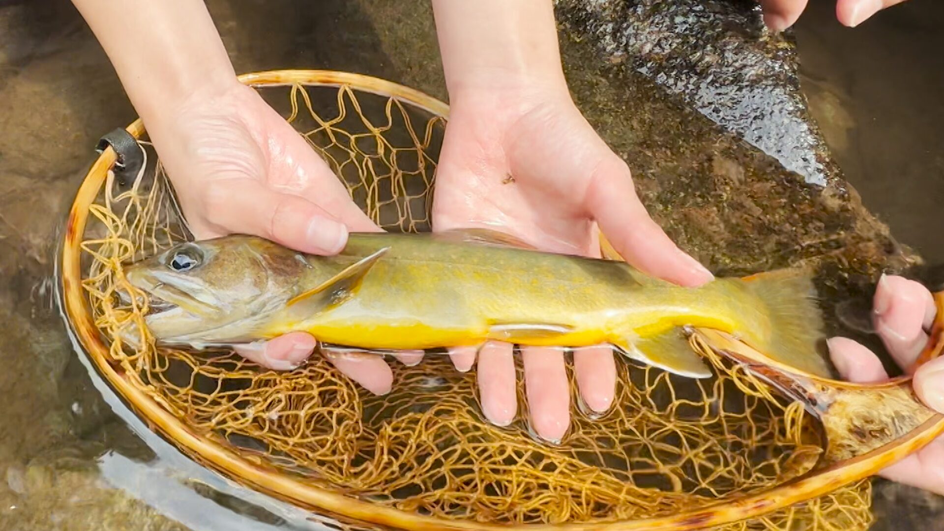 Tenkara Fishing Tour : Native Iwana & Yamame | WaWo Japan Tours