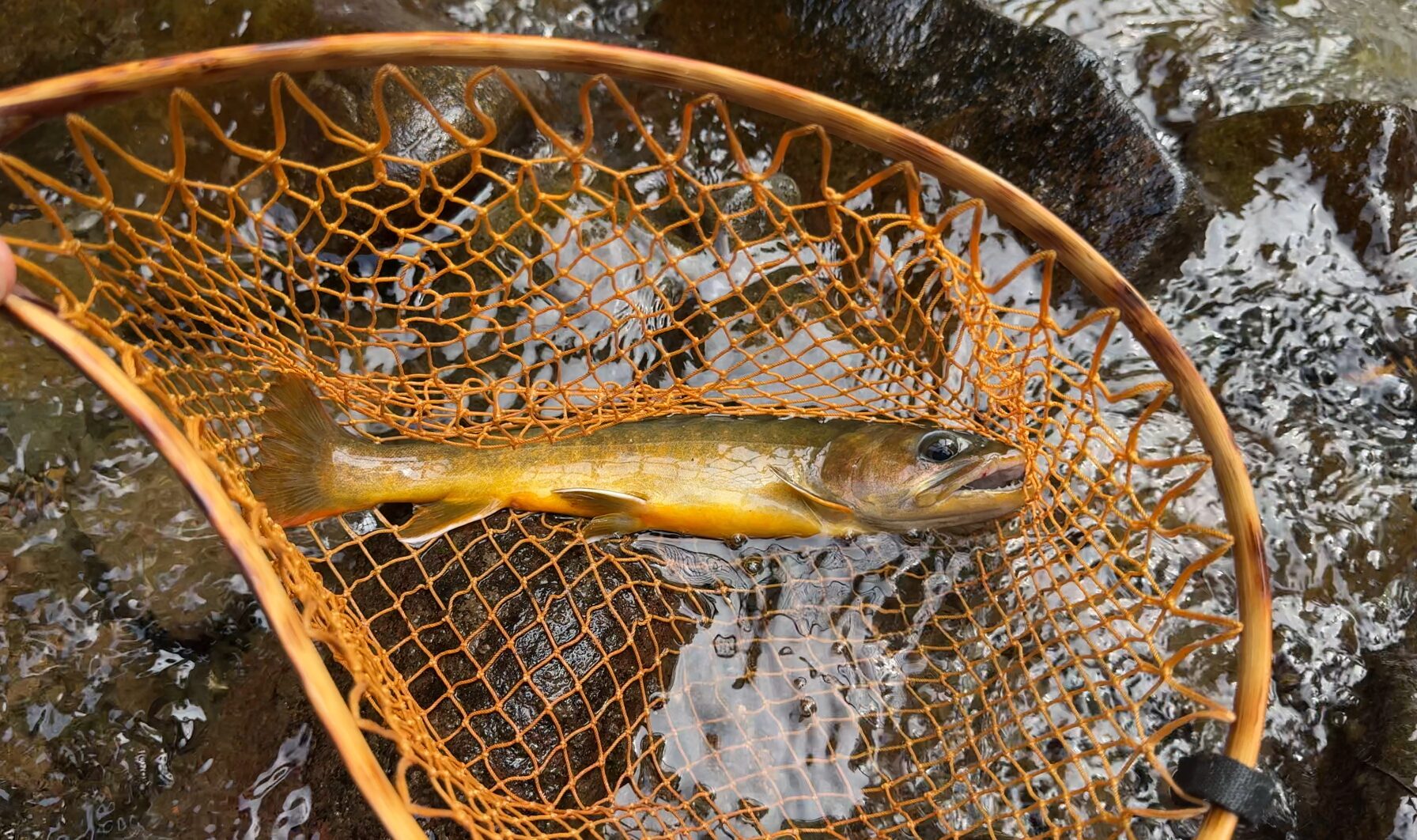 Tenkara Fishing Tour : Native Iwana & Yamame | WaWo Japan Tours